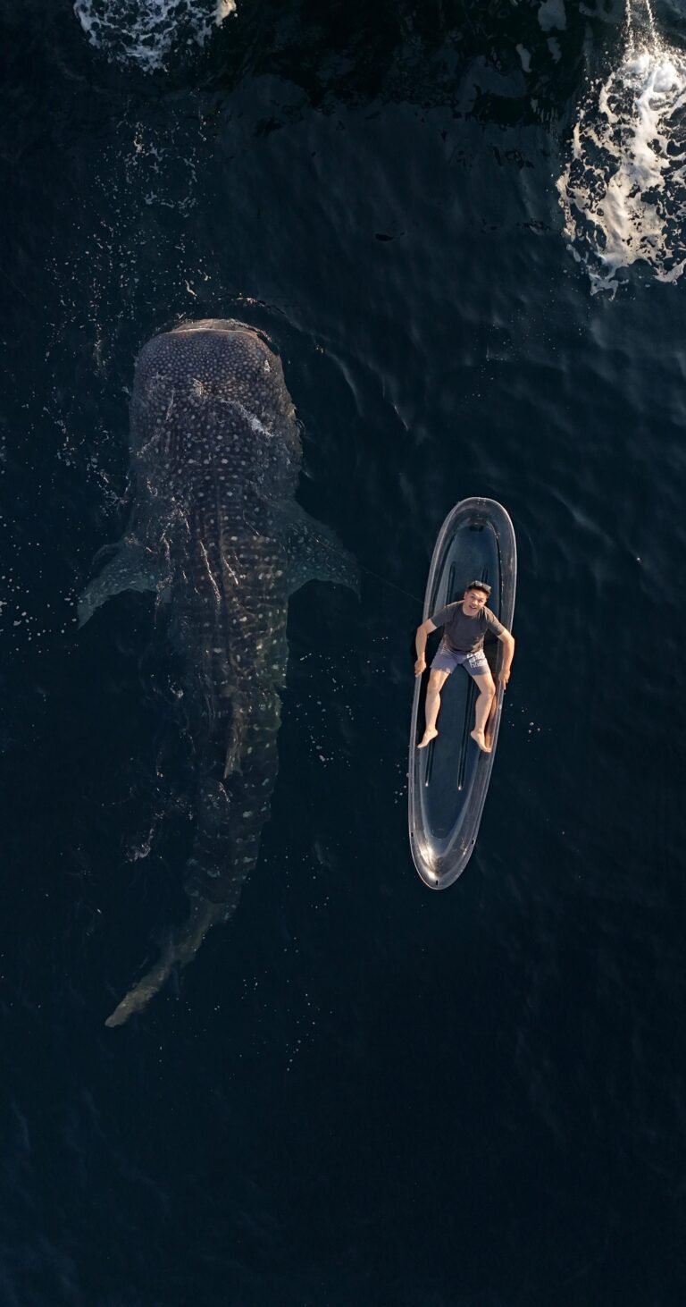 The Best Sumbawa Whale Sharks Excursions - whalesharksumbawatrip.com